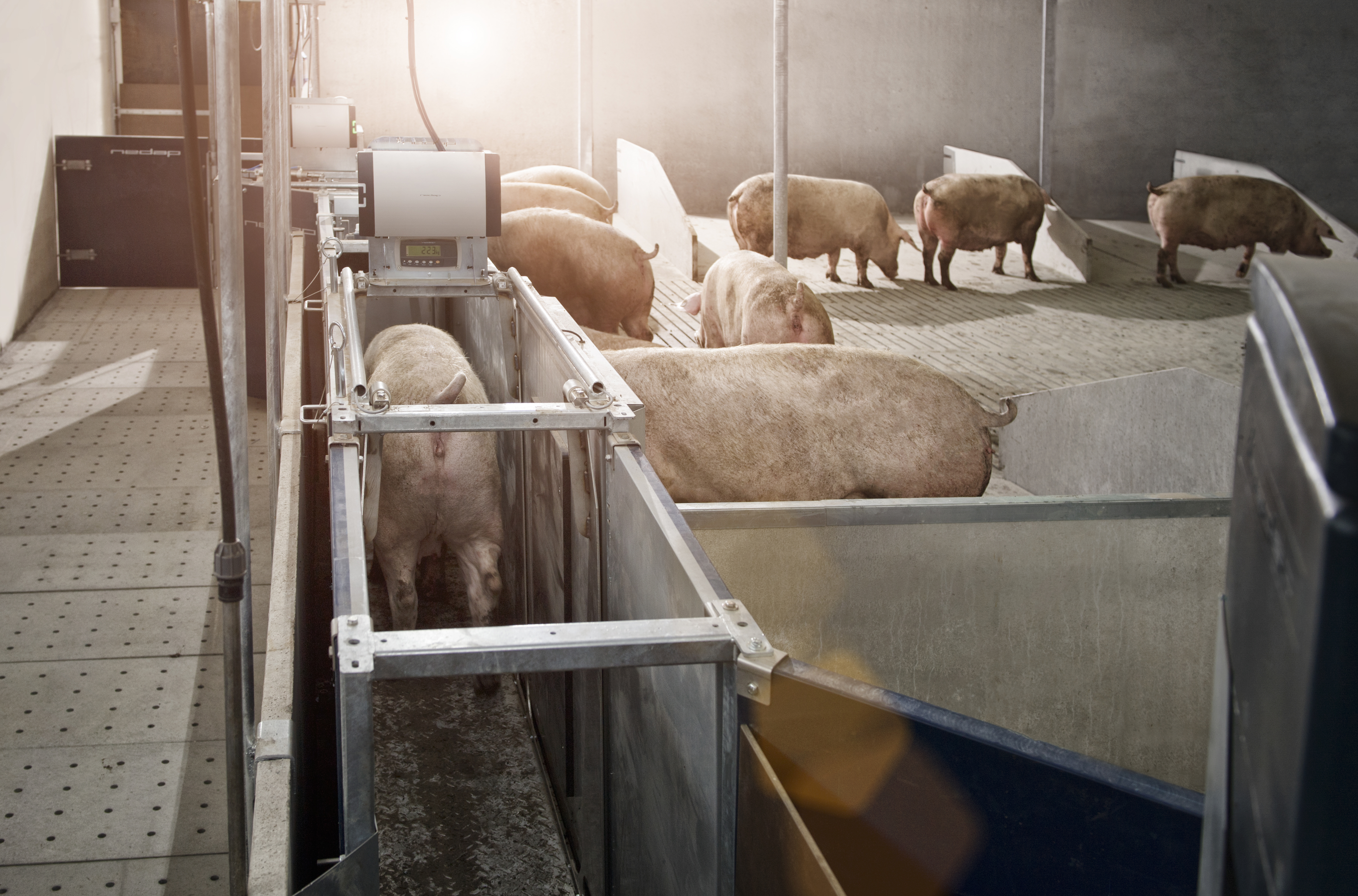 CLASSIFICATION (SORTING) UNIT - Exafan | Exafan